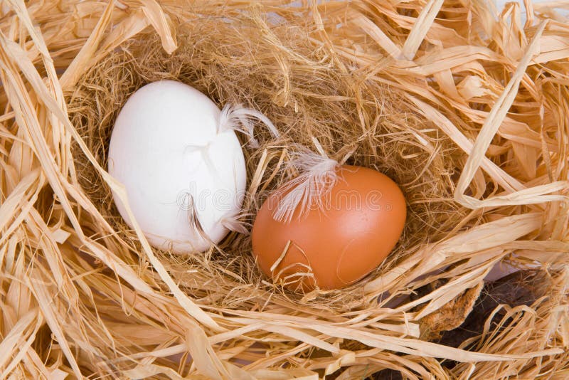 Egg in nest stock photo. Image of business, isolated - 18951114