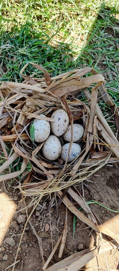 Egg Nest in Pasture stock image. Image of animal, bird - 389096125