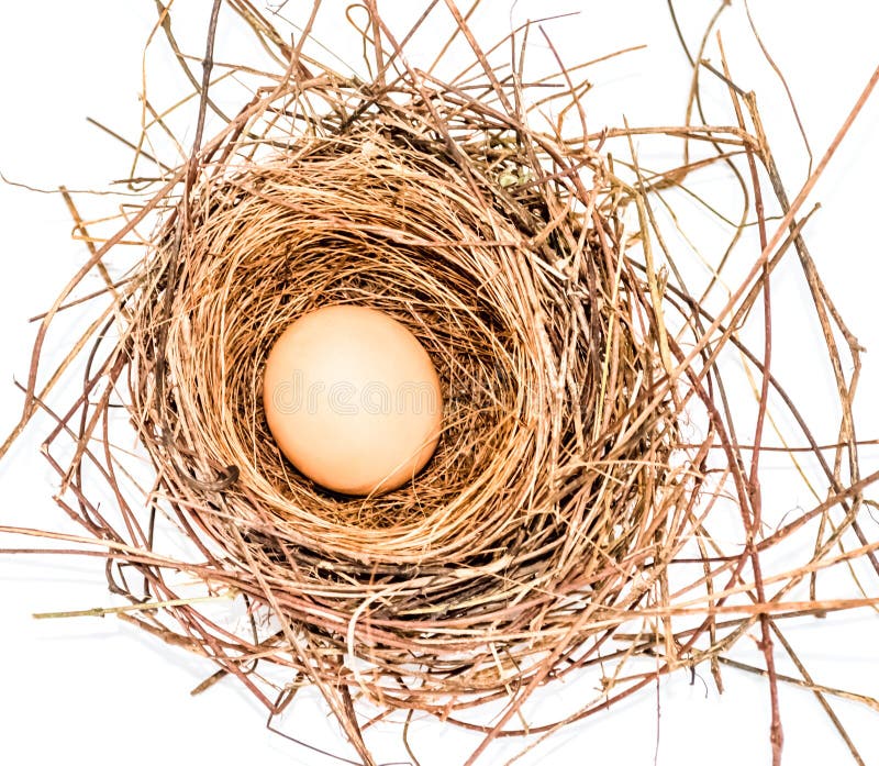 Egg in a nest stock image. Image of concepts, animal - 59745257