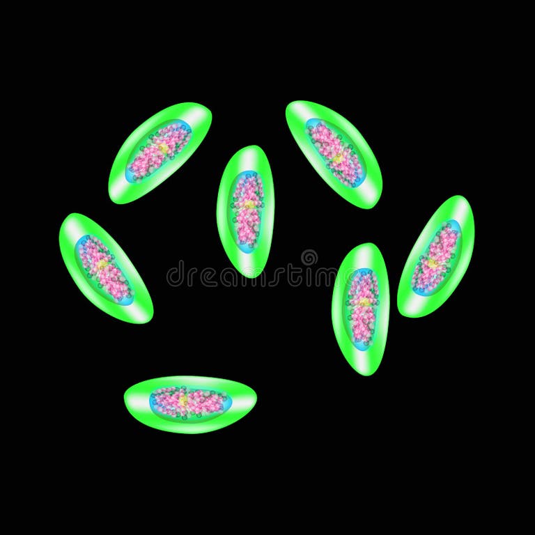 Pinworm Egg Stock Illustrations – 88 Pinworm Egg Stock Illustrations ...