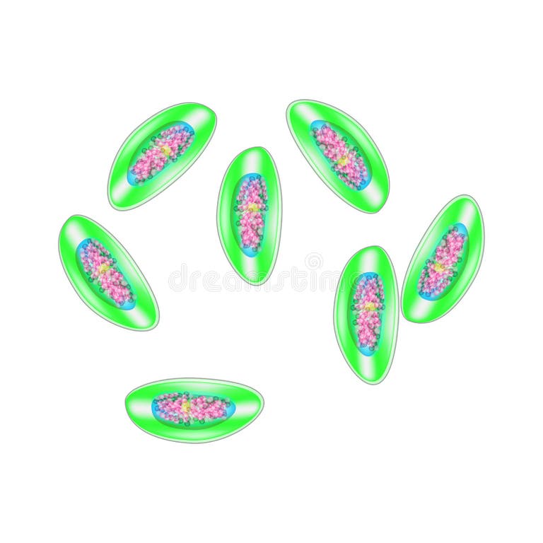 Pinworm Egg Stock Illustrations – 88 Pinworm Egg Stock Illustrations ...