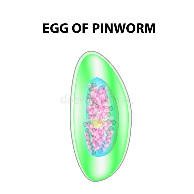Egg of Pinworm. the Structure of an Egg Pinworm. Infographics. Vector ...