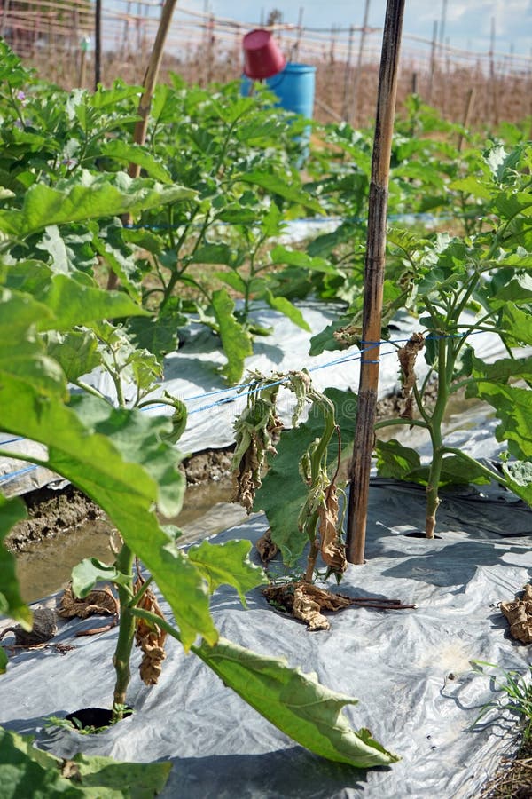 Egg Plant Wilt Disease Symptom Stock Image - Image of natural, outdoors ...