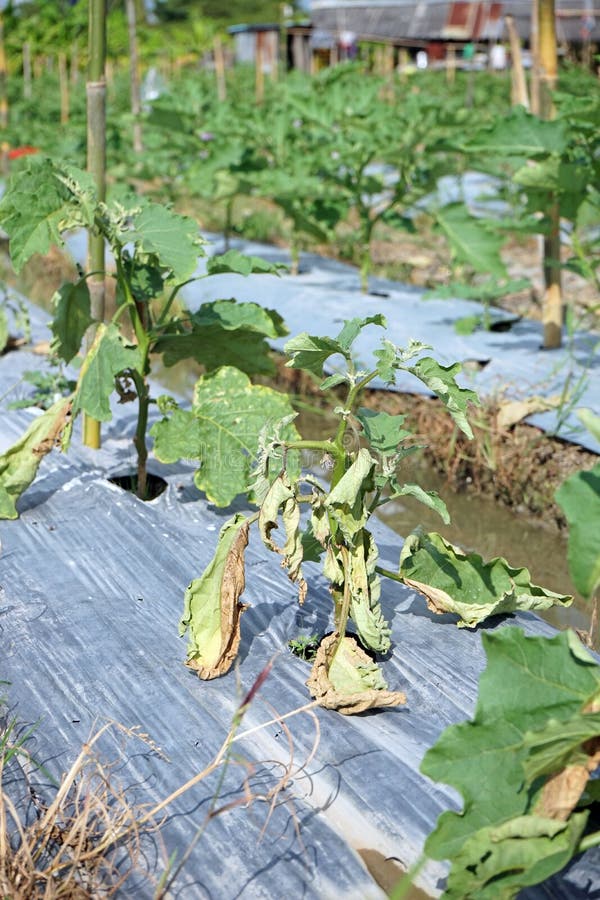 Egg Plant Wilt Disease Symptom Stock Photo - Image of tomato, vegetable ...