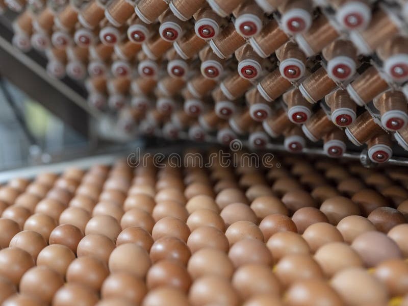 Egg Processing Line stock image. Image of automated - 394273813