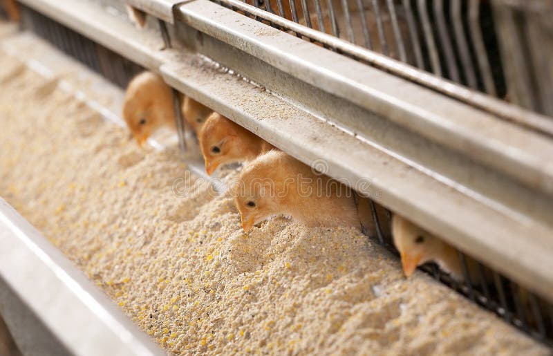 Egg production stock photo. Image of construction, machinery - 61357478