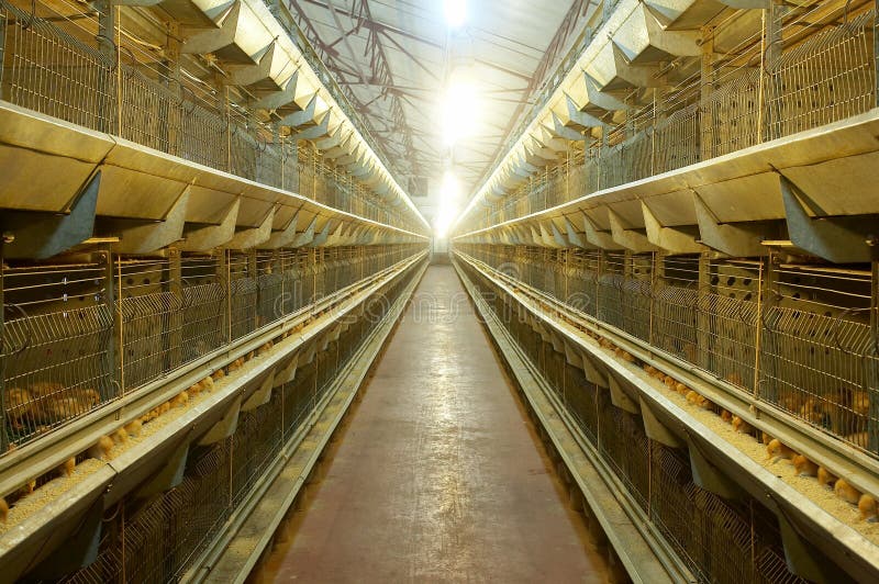 Egg production stock image. Image of construction, chicken - 61357969