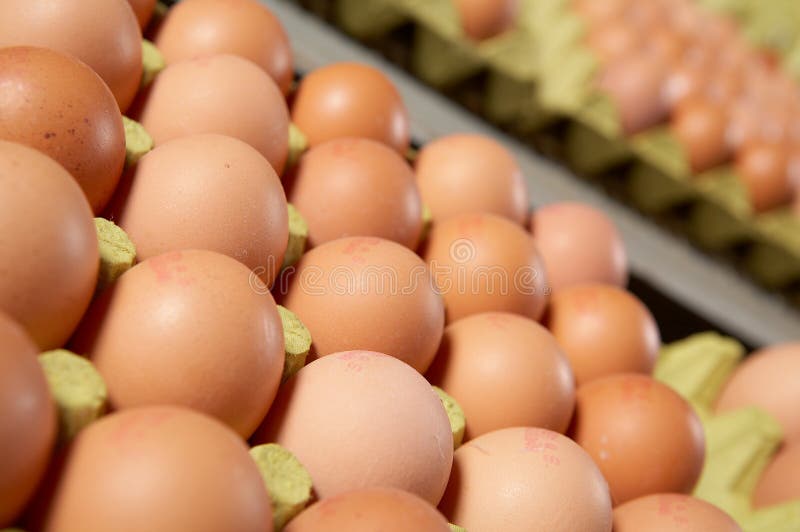 Egg production stock image. Image of machinery, chicken - 61358971