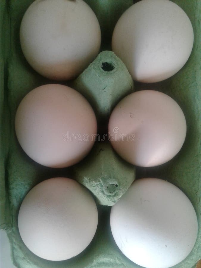 108 External Shells Stock Photos - Free & Royalty-Free Stock Photos ...