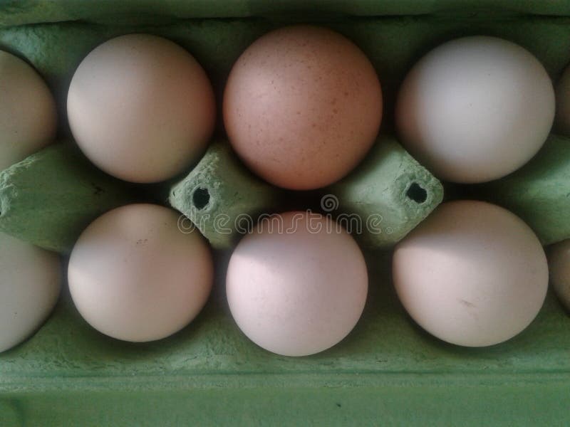 Egg stock photo. Image of oval, kitchen, shells, external - 90292700