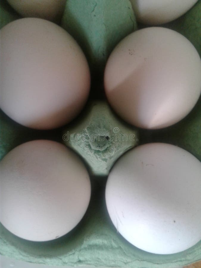 105 External Shells Stock Photos - Free & Royalty-Free Stock Photos ...