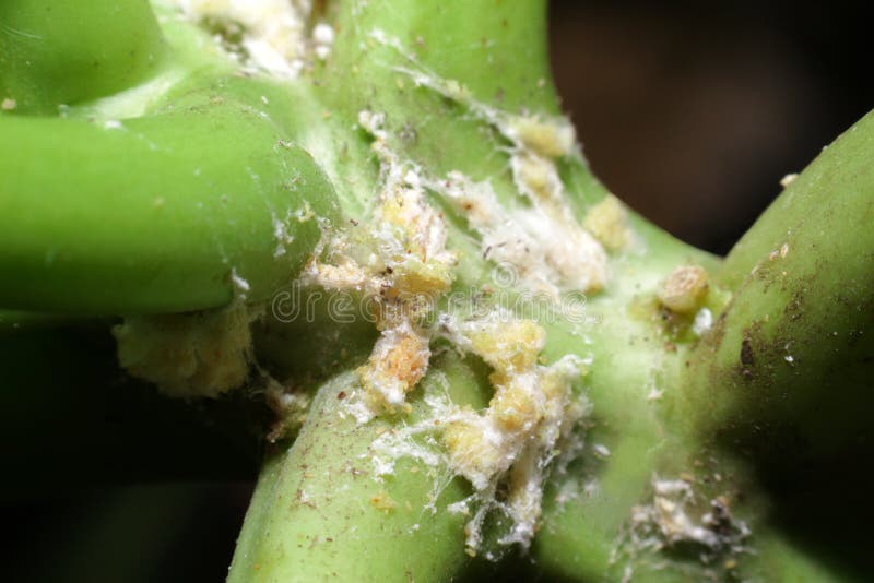 Mealybug Eggs Stock Photos - Free & Royalty-Free Stock Photos from ...