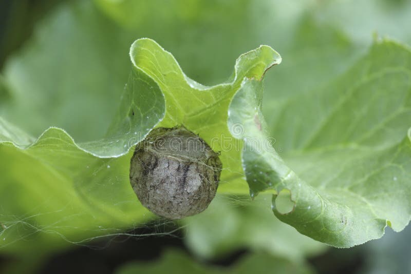 An Egg Sac of a Wasp Spider Attached To the Bottom of a Leaf Stock ...