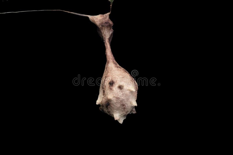 Egg Sack of Bolas Spider, Ordgarius Monstrosus, Satar Stock Photo ...