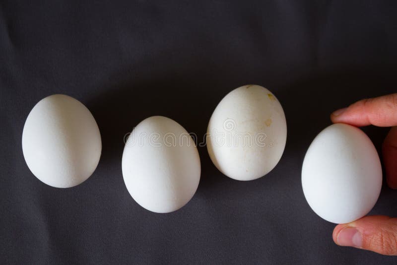 Egg selection concept stock photo. Image of fresh, agriculture - 165233476