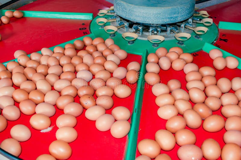 255 Automatic Egg Machine Stock Photos - Free & Royalty-Free Stock ...