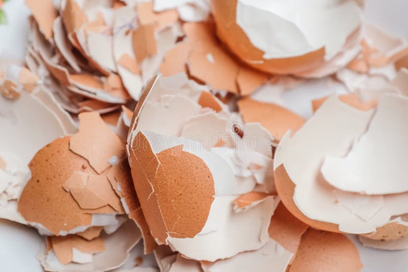 Egg Shell Cracked on White Background Stock Photo - Image of textured ...