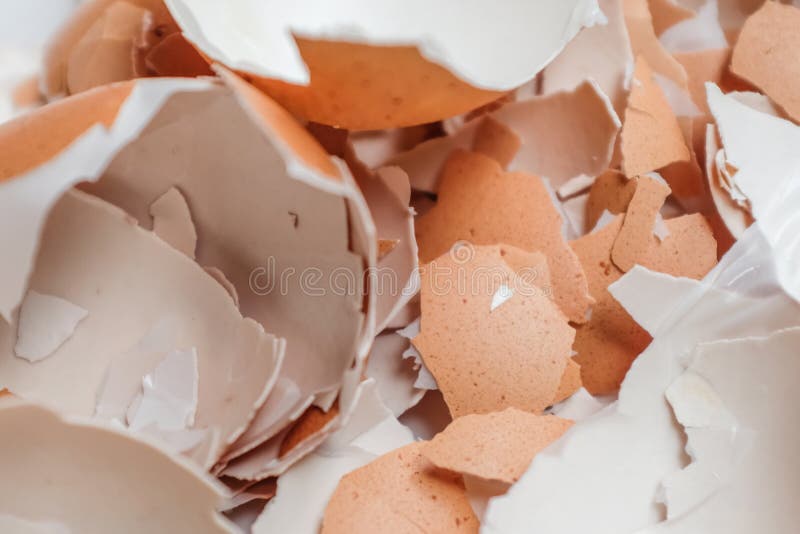 Egg Shell Cracked on White Background Stock Photo - Image of closeup ...