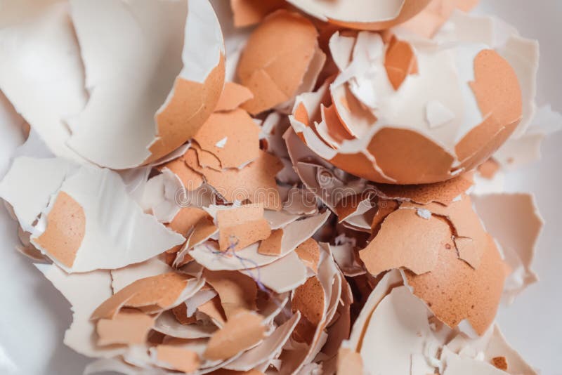 Egg Shell Cracked on White Background Stock Photo - Image of textured ...
