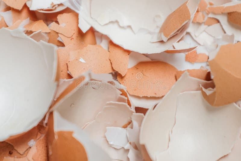 Egg Shell Cracked On White Background Stock Photo - Image of fragile ...