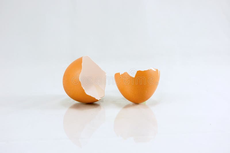 Empty Broken Rapana Shell on White Background Stock Photo - Image of ...