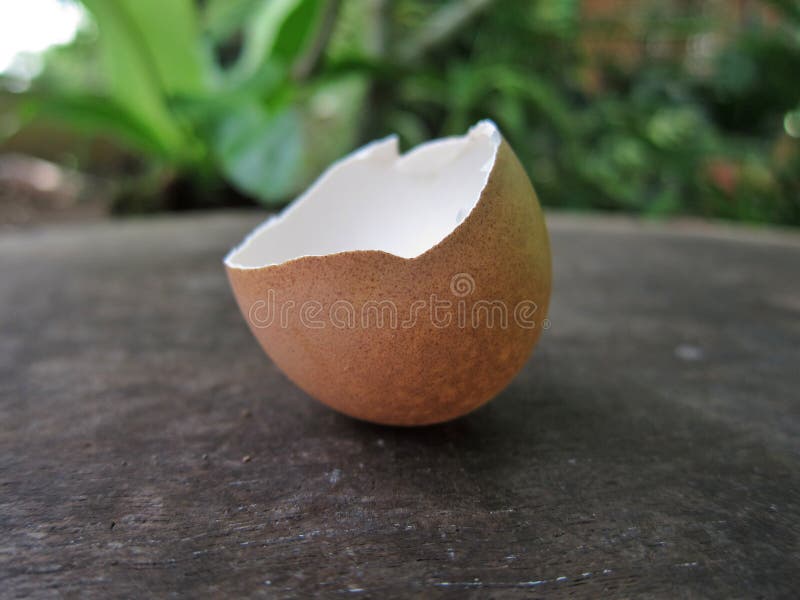 Egg shell stock photo. Image of leafphotography, unique - 123296372