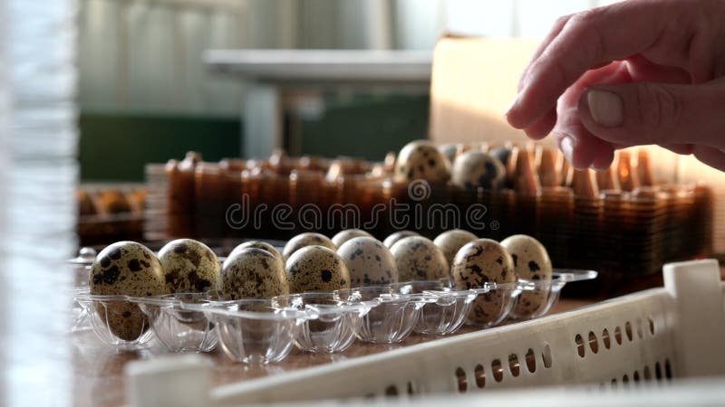 Egg Shell Plastic Worker Sorting Packaging Quail Stock Footage - Video ...