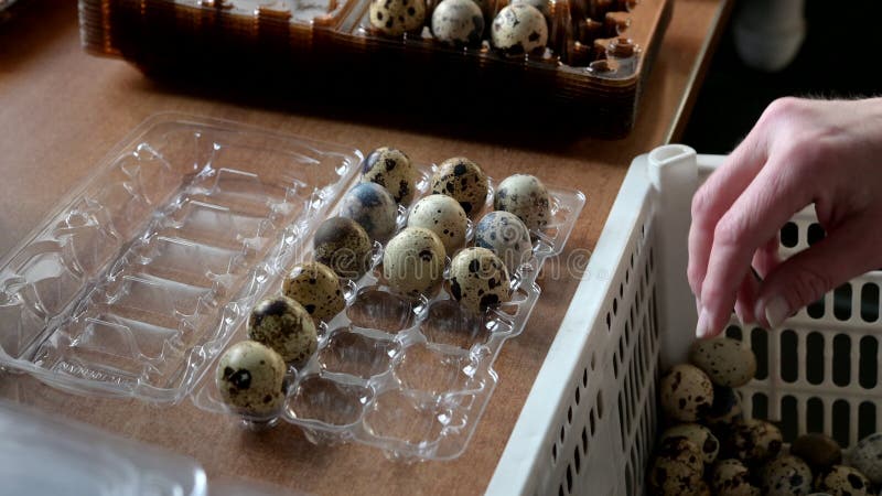 Egg Shell Plastic Worker Sorting Packaging Quail Stock Video - Video of ...