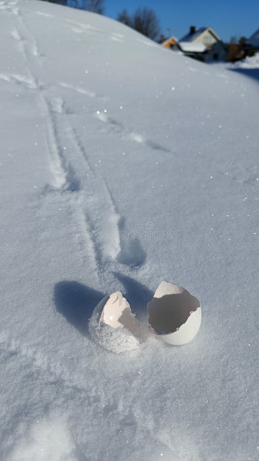 Egg Shell in a Snow in the Spring Stock Photo - Image of science ...