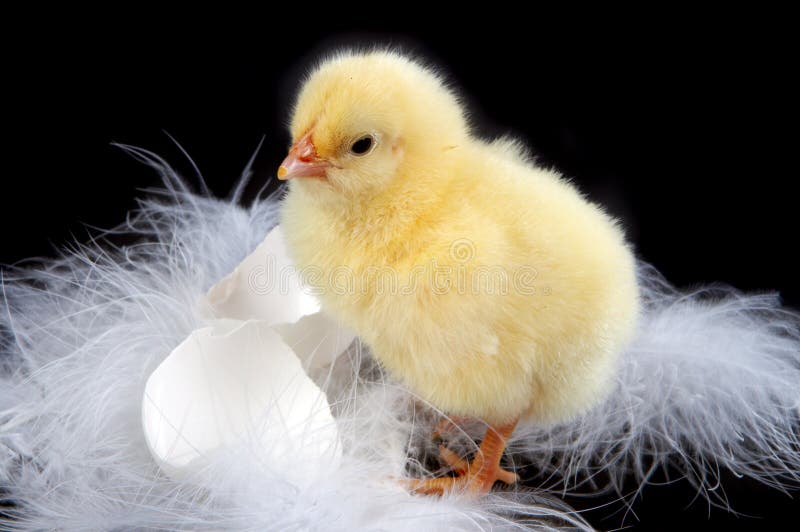 Baby Chick Coming Out of Egg Stock Image - Image of macro, yellow: 20441543