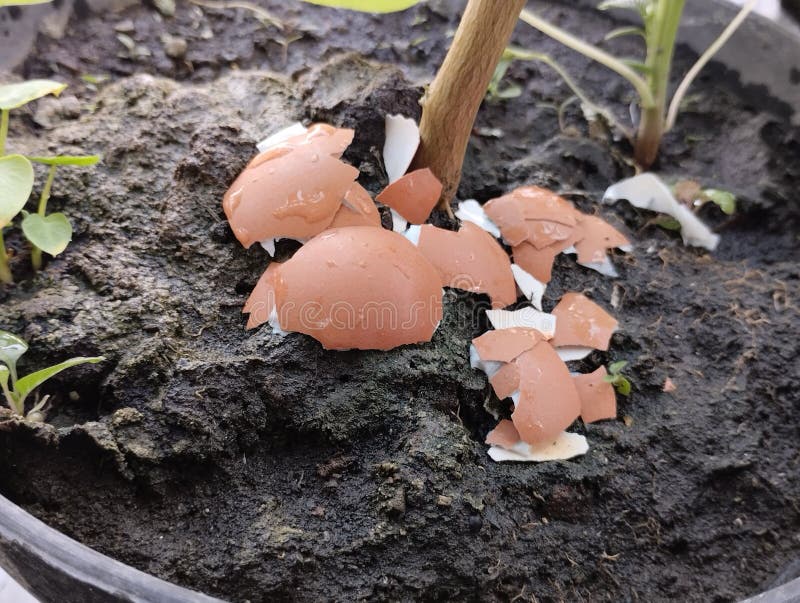 Egg shells on the ground stock photo. Image of home - 351315282
