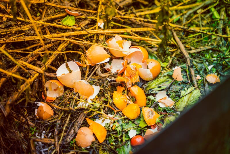 Egg Shells and Other Organic Human Waste on a Compost Heap. Secondary ...