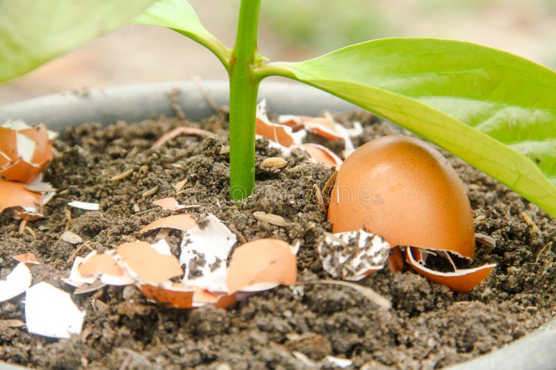 Egg Shells and Plants, the Benefits of Calcium from Egg Shells are Good ...
