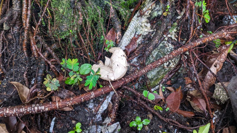 Egg Shells Under Plant Roots Stock Photo - Image of care, nature: 278902850