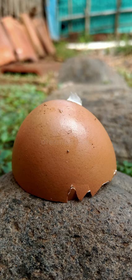 Egg Shells with Unique and Cute Textures Stock Photo - Image of cute ...