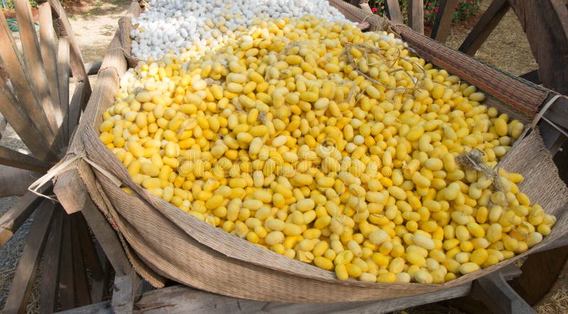 Egg of silk worm stock photo. Image of silk, worm, baby - 48801536 Egg of silk worm stock photo. Image of silk, worm, baby - 48801536