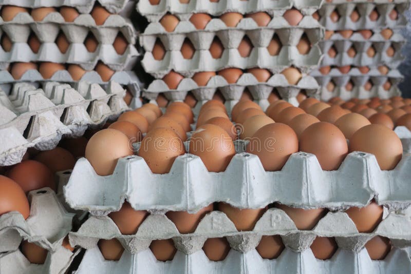 Egg stack in paper tray stock photo. Image of sell, nutrition - 108233754