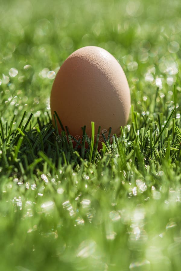 Easter egg on the grass stock image. Image of natural - 178097827