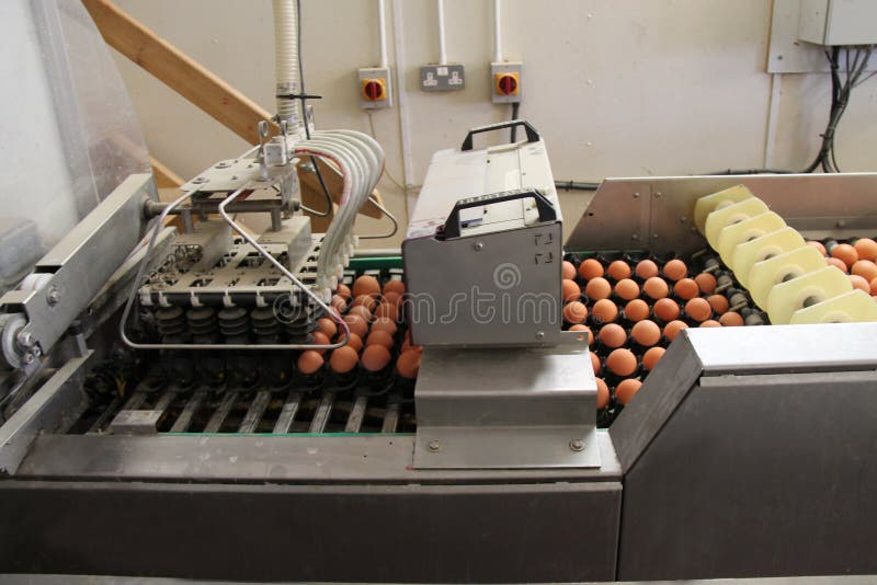 Egg Transfer Line. stock photo. Image of industry, meal - 171311598
