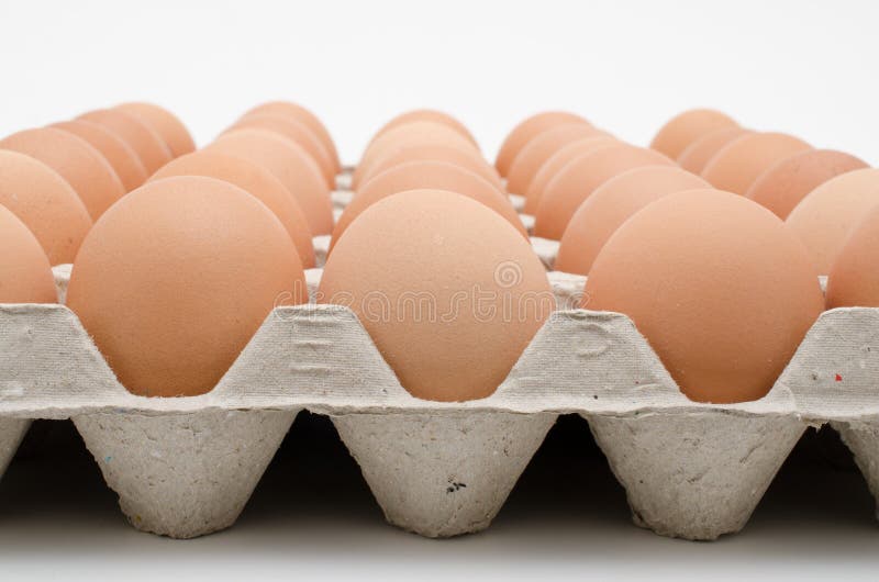 Egg in tray stock image. Image of isolated, back, animal - 51588255