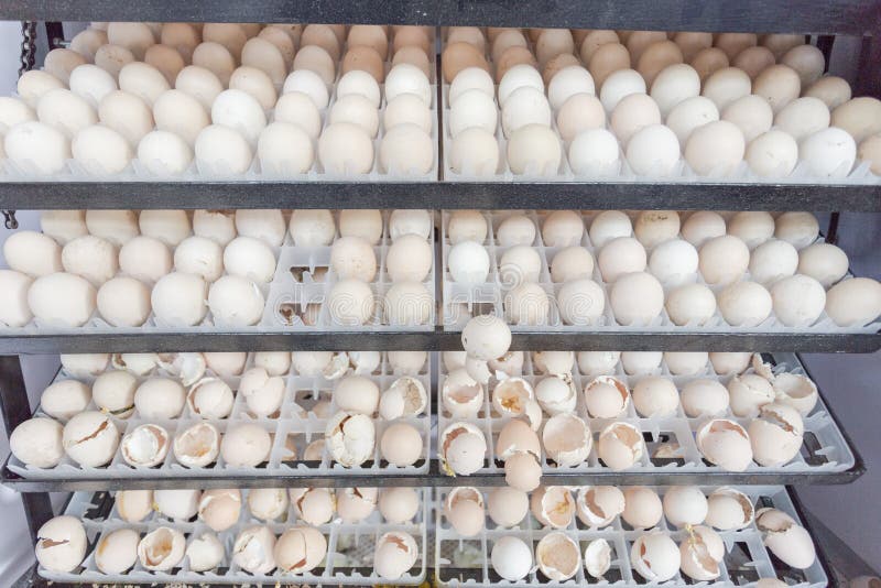 Egg wait born in farm stock photo. Image of iron, feed - 118771936