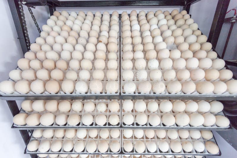 Egg wait born in farm stock photo. Image of born, agriculture - 118771938