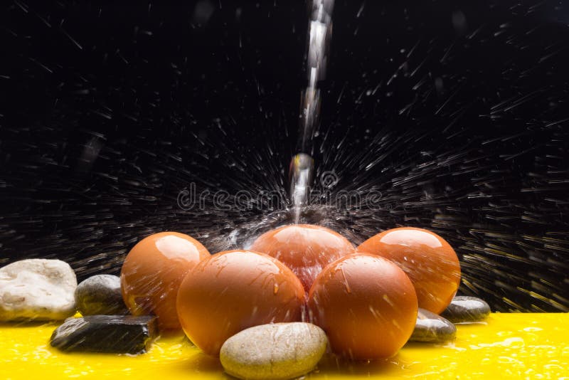 Egg washing, fresh eggs stock photo. Image of chick - 184061380
