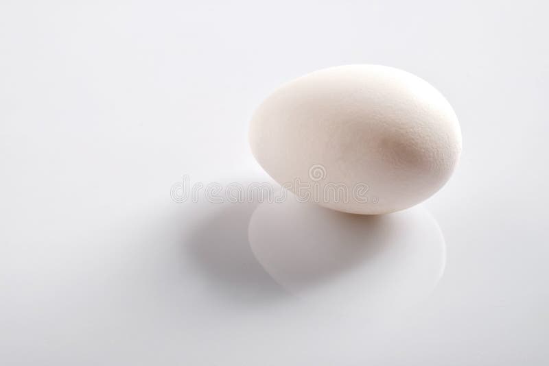 Egg on a white background stock photo. Image of isolated - 71028098