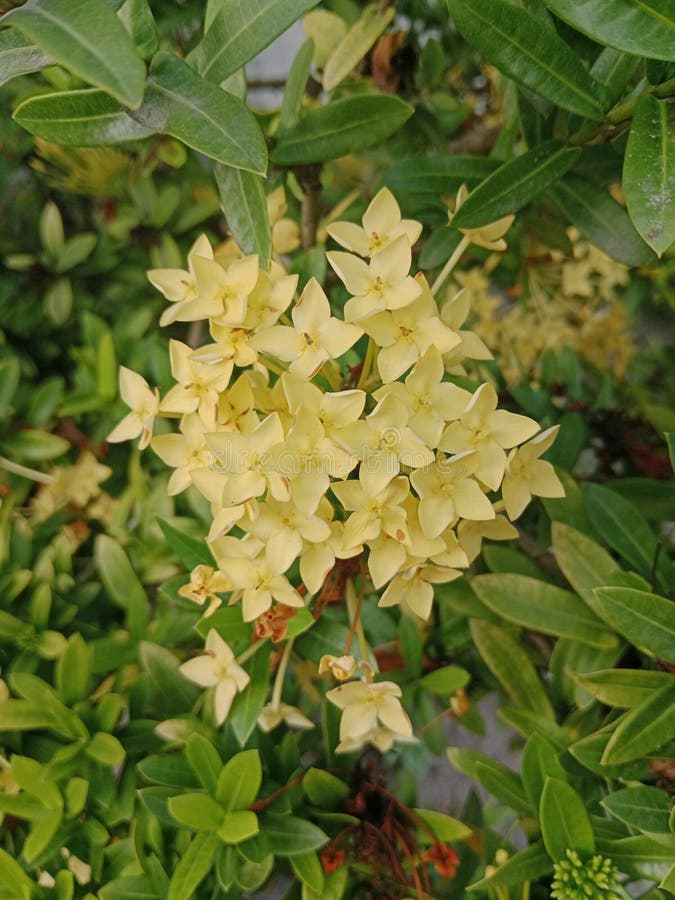 This is an Egg Yolk Colored Ashoka Flower Stock Photo - Image of yolk ...