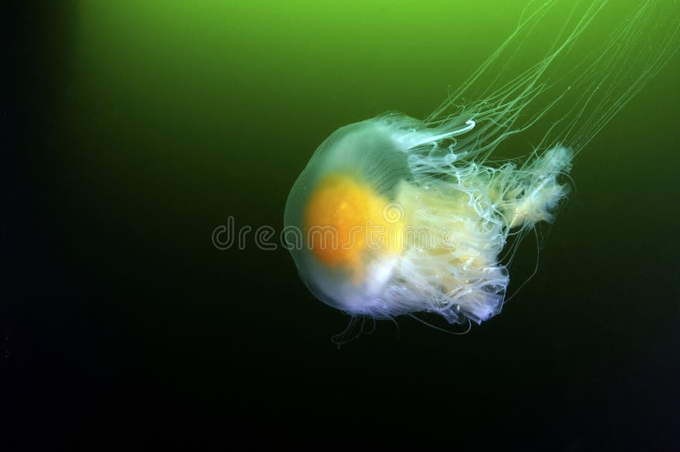Egg Yolk Jelly stock image. Image of beach, marine, north - 25939765