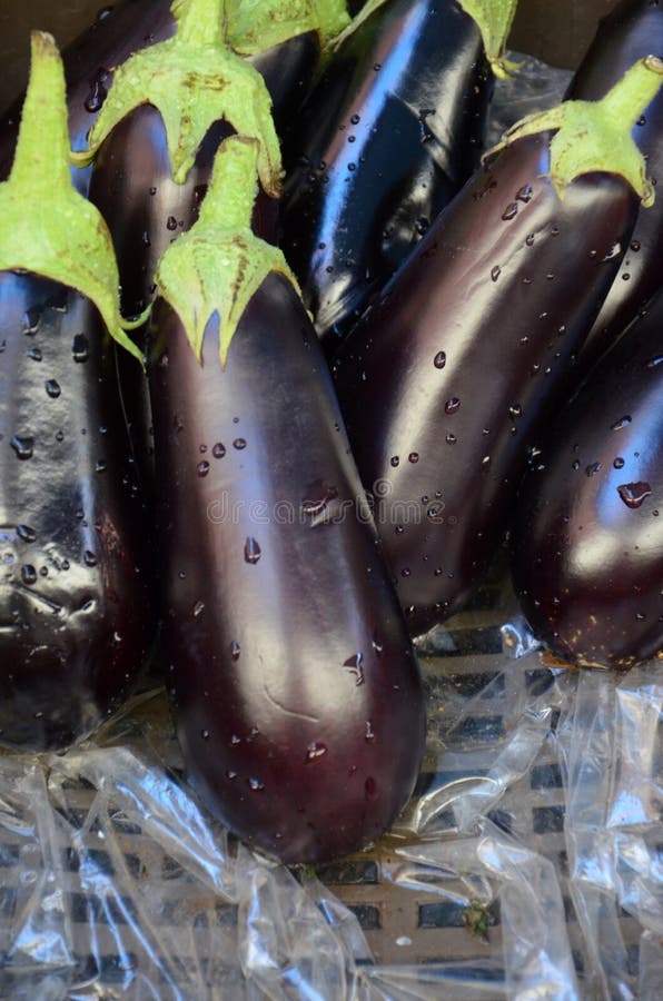 Eggplant or Aubergine Vegetable Stock Photo - Image of nature, sell ...