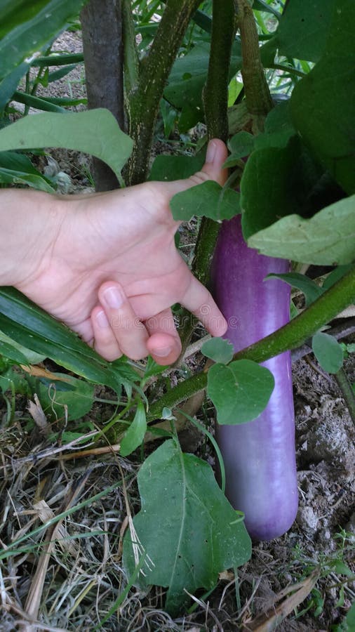 Eggplant stock photo. Image of size, terung, buah, eggplant - 78680980