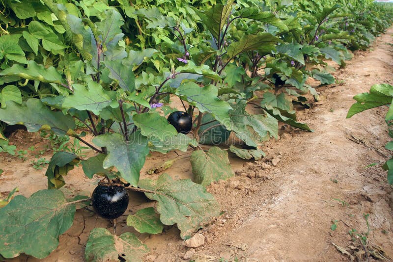 Eggplant stock image. Image of vegetable, plant, solanaceae - 42298885