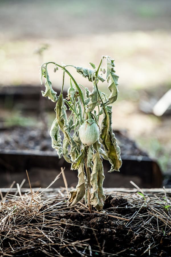 The eggplant on dead tree stock image. Image of healthy - 85395693